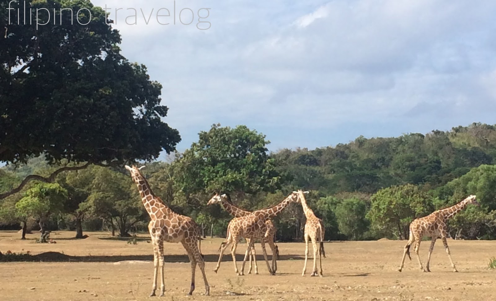Filipino Travelog: CALAUIT SAFARI PARK TOUR