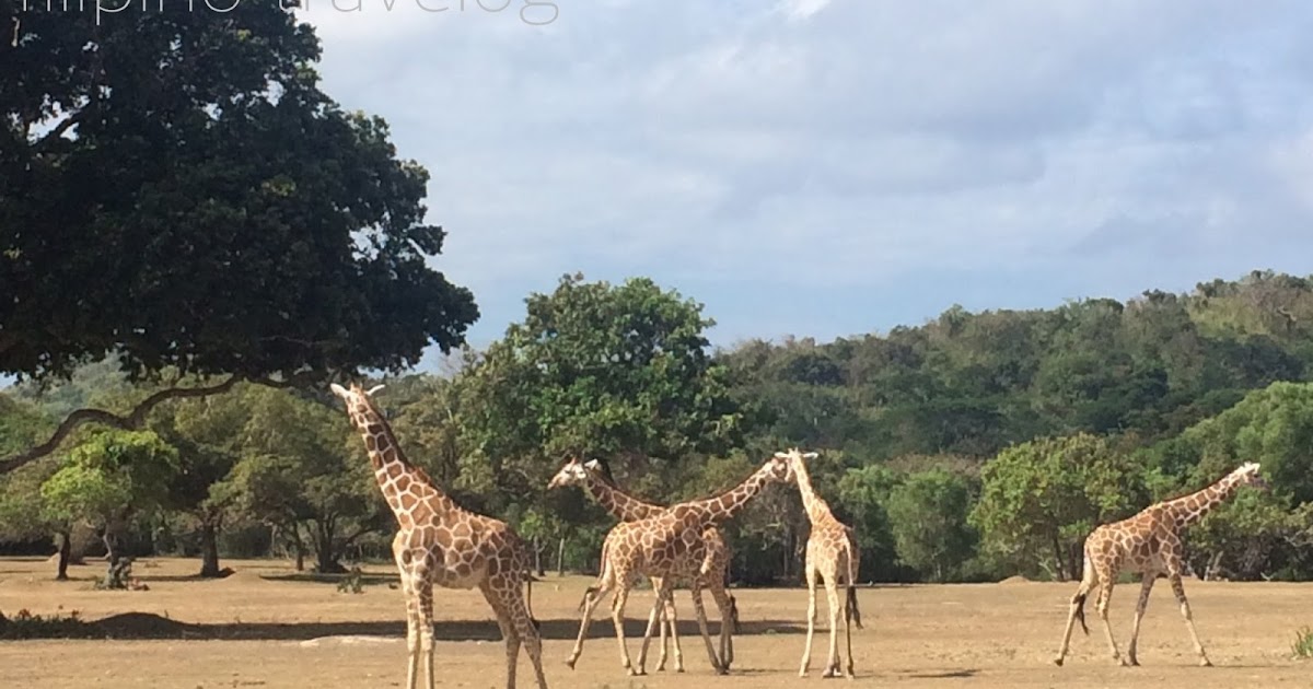 Filipino Travelog: CALAUIT SAFARI PARK TOUR