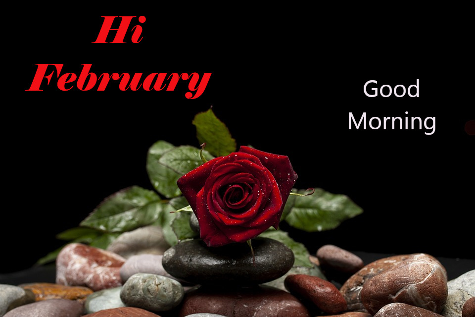 Top 10 Good Morning Hello February Images greating Pictures,Photos for ...