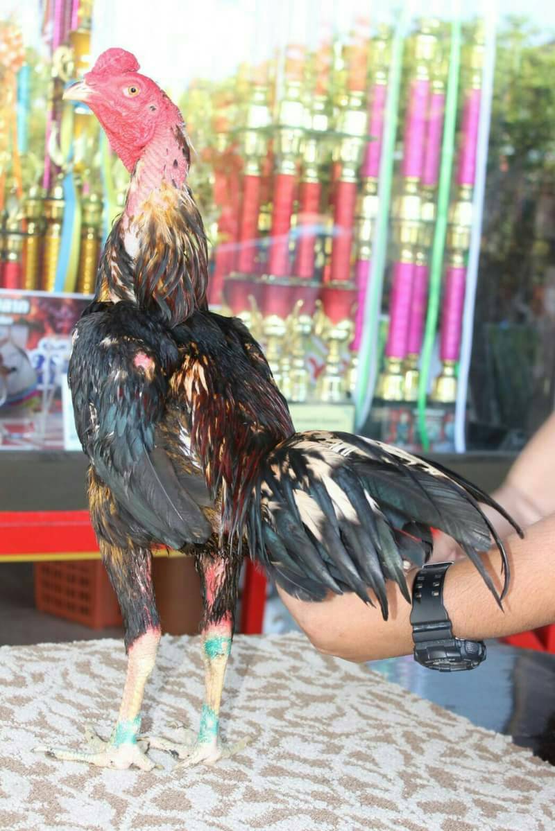 AYAM PAKHOY WHITE FANG "KHEIYW" SEHARGA 2,3 MILIAR JAZADNYA YANG ...