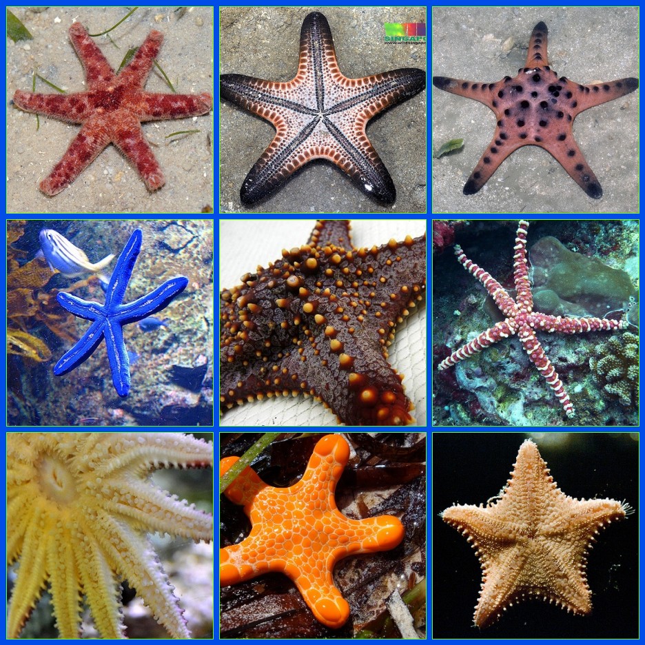 The Creativity Greenhouse: Starfish Suncatchers