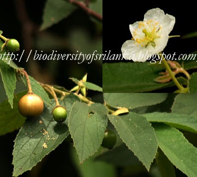Biodiversity of Sri Lanka: Jam tree/Jamaican cherry (Muntingia calabura)