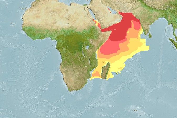 Artes de Pesca: ACTINOPTERYGII