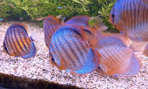 100 Discus Classification according to color and line | king fish