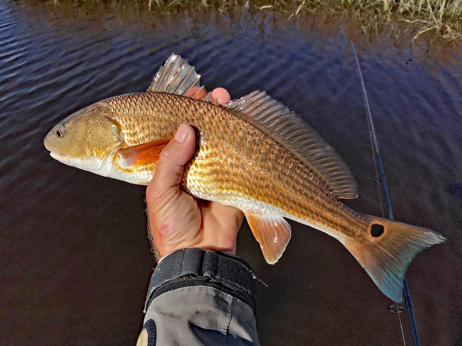 Inshore Adventures Guided Fishing Charters with Capt. Tommy Derringer ...