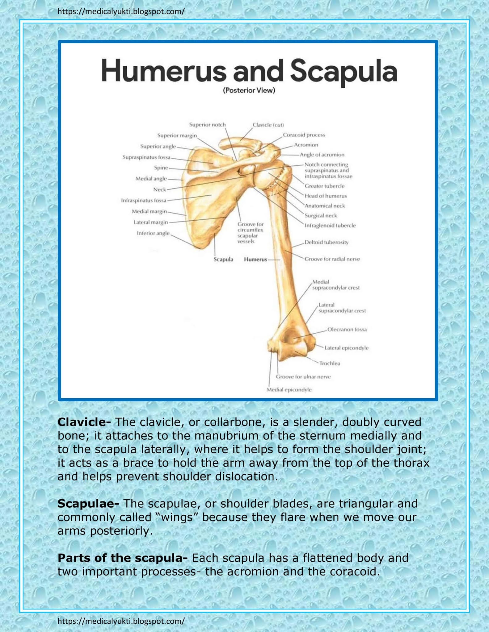Skeletal System Anatomy Physiology - Medical Yukti