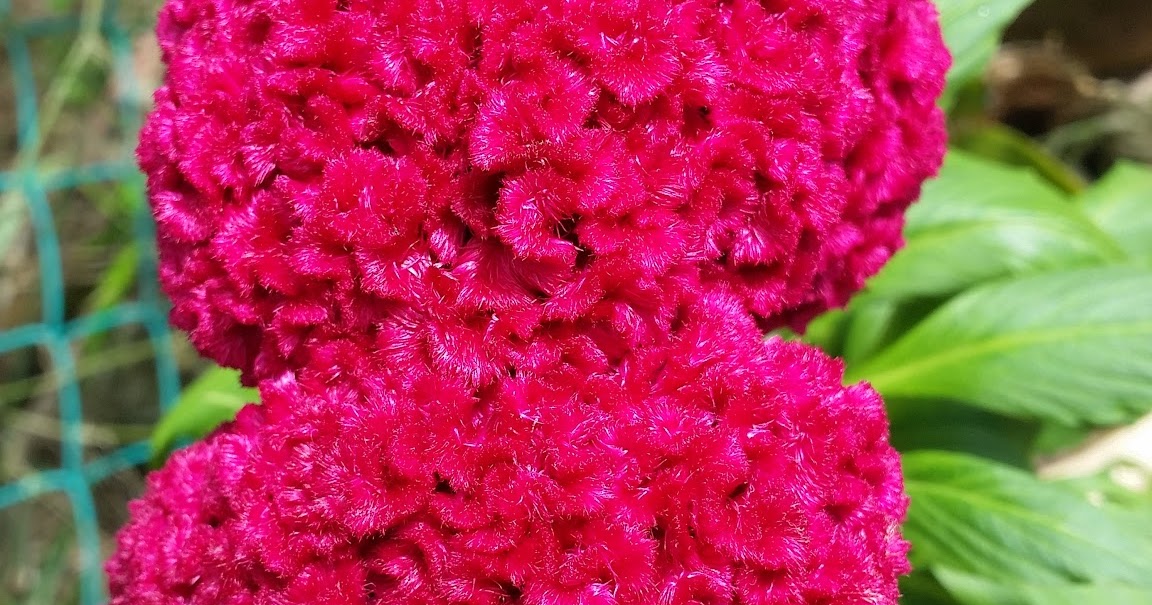 Warisan Petani: Pokok Bunga Balung Ayam