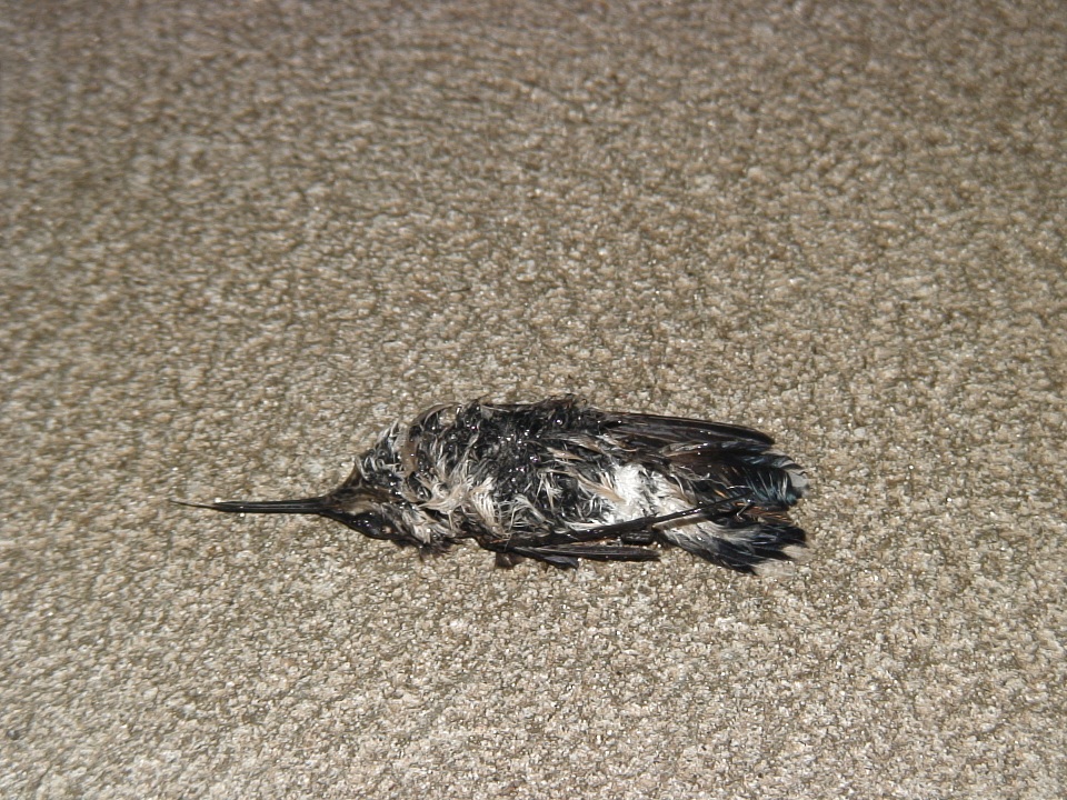 Wildbirds Broadcasting: Omaha Building Notably Dangerous for Migrant ...