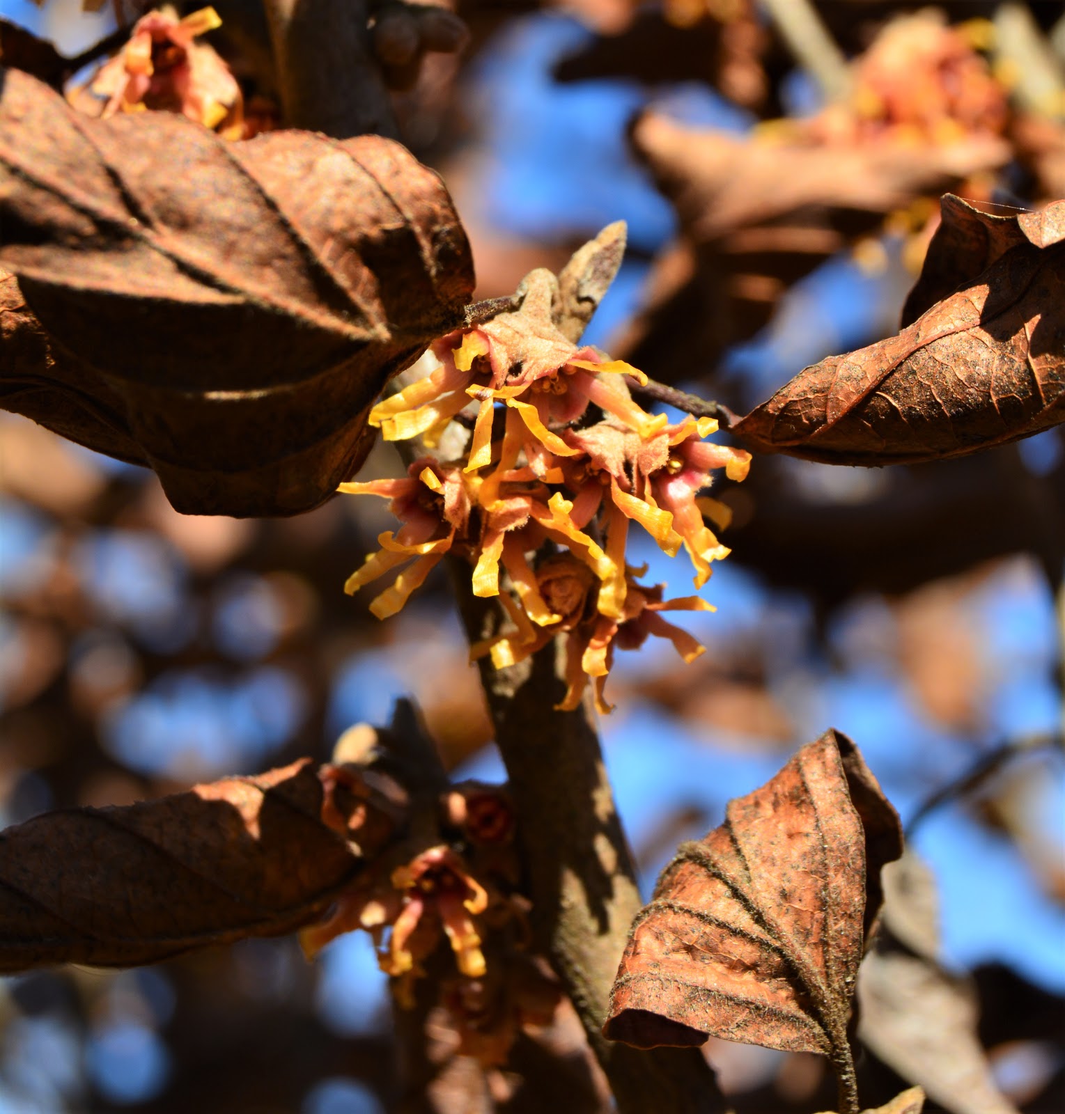 Wildflower Wednesday: Hamamelis vernalis
