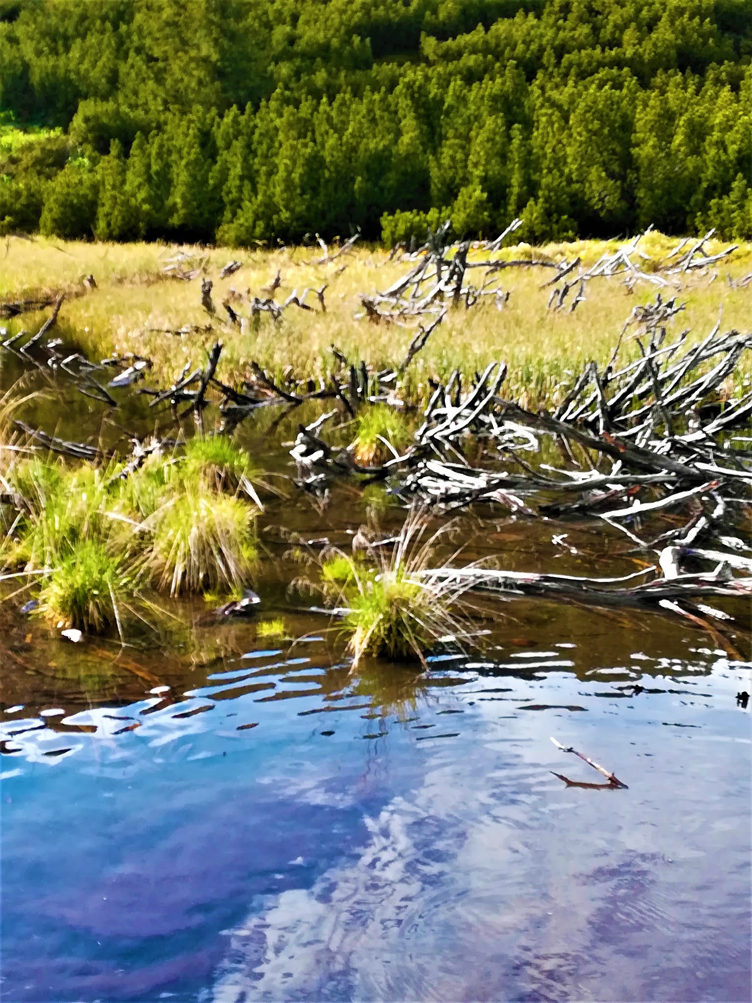 Traseu 6: Toplita - Lacul Iezer/Rezervatia Calimani (traseu off-road)