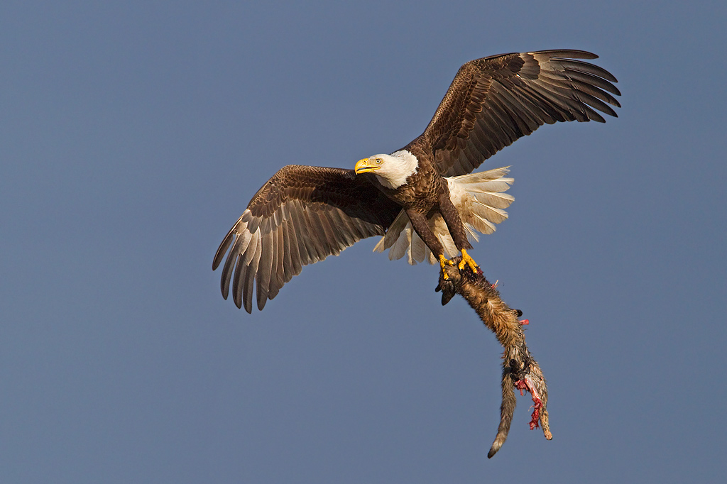 An Eagle Attacks Cat and Killed | Sciled