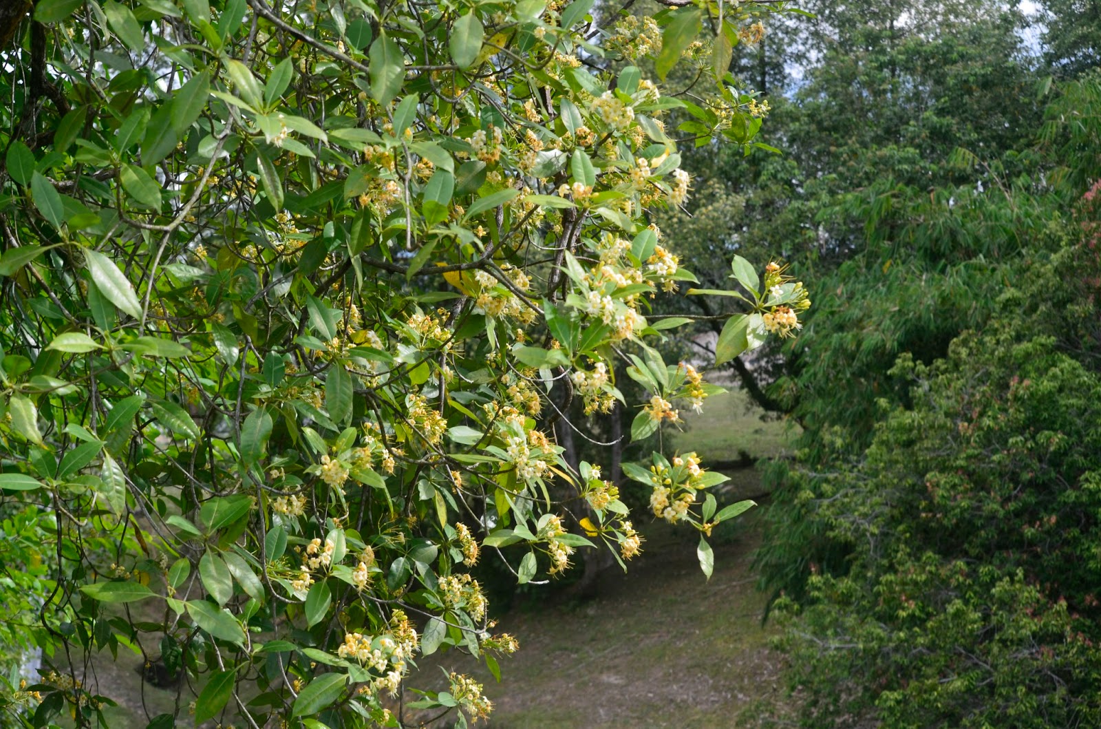 Laman Kambatik Plants list (4th ed.): Tembusu (Malay) - Fagraea fragrans