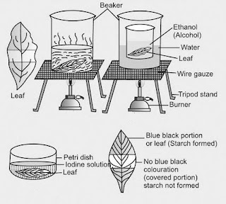 To show experimentally that light is necessary for photosynthesis - Lab ...