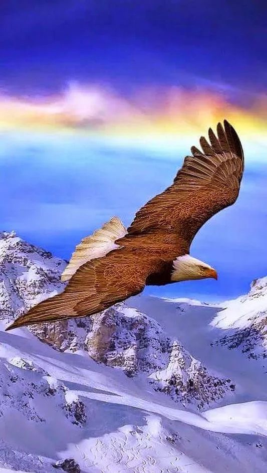 Águia | Eagle - Fox Press™