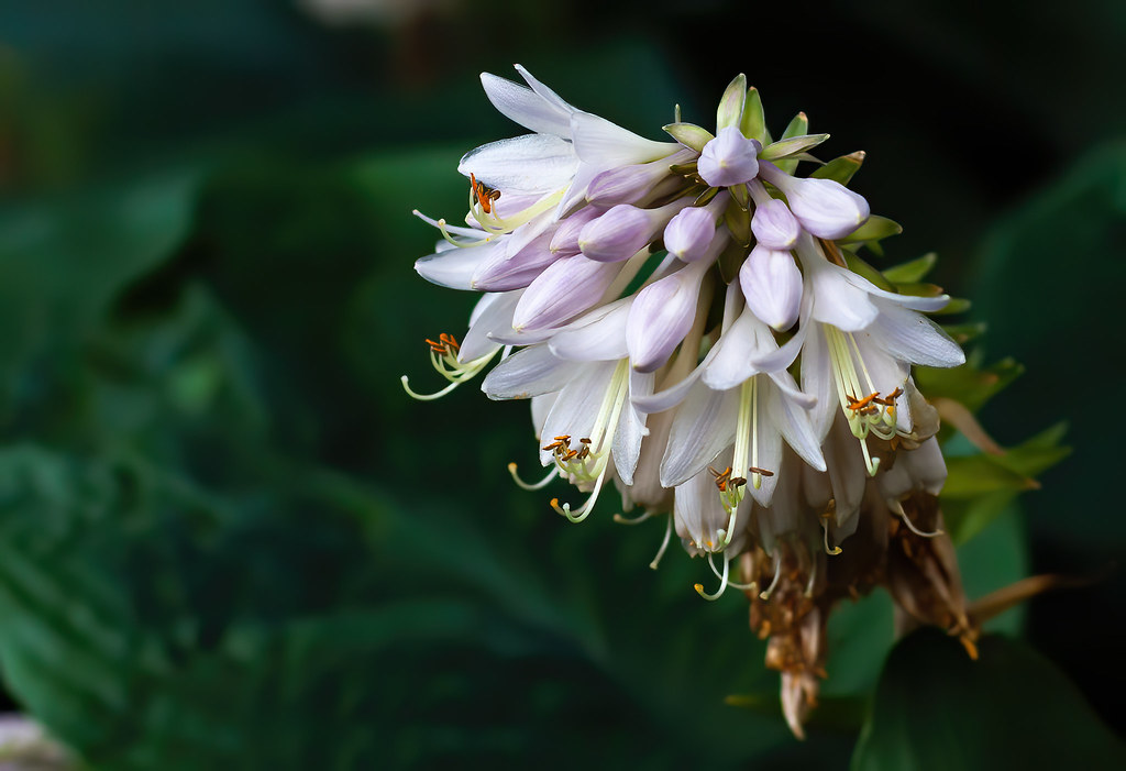Hosta plantaginea - Fragrant plantain lily - August lily care and ...