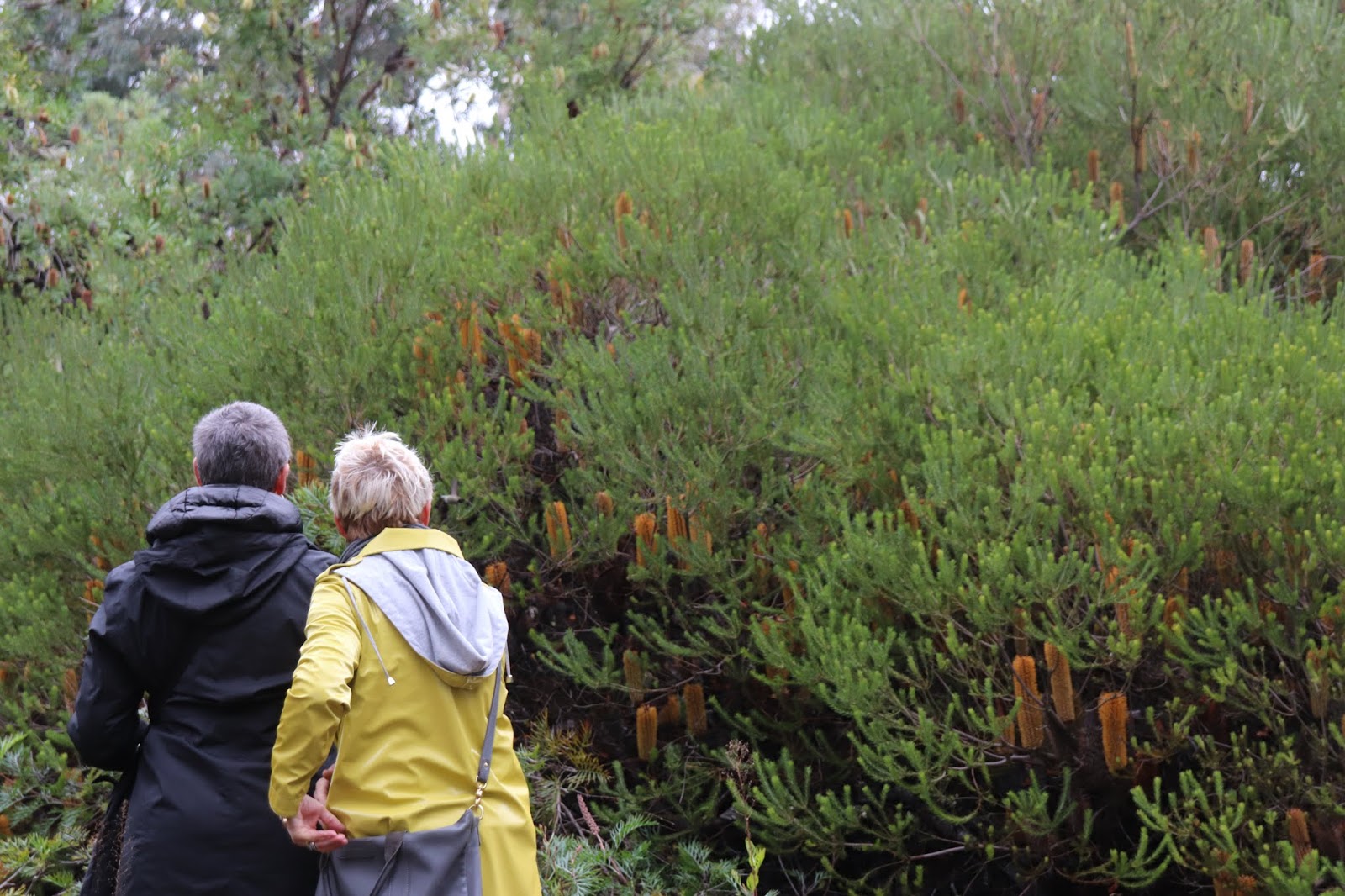 Let's Go! UCSC Arboretum and Botanic Garden Part I