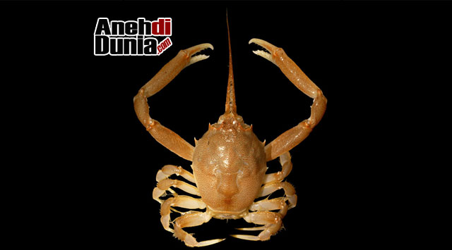 Jenis Kepiting Aneh Di Dunia - Kisah unik dan Aneh di dunia
