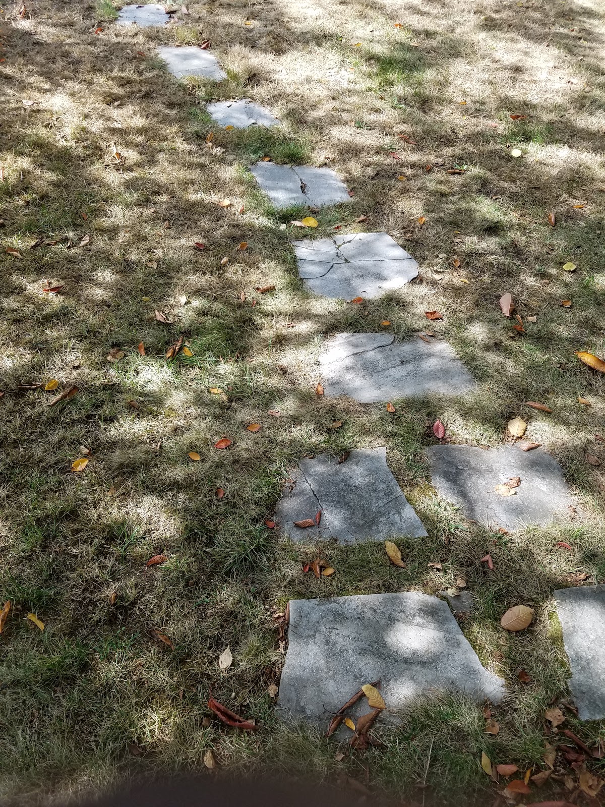 Renton pest control: Rats,Mice,Mouse,Squirrel,Rodents, Removal Control ...