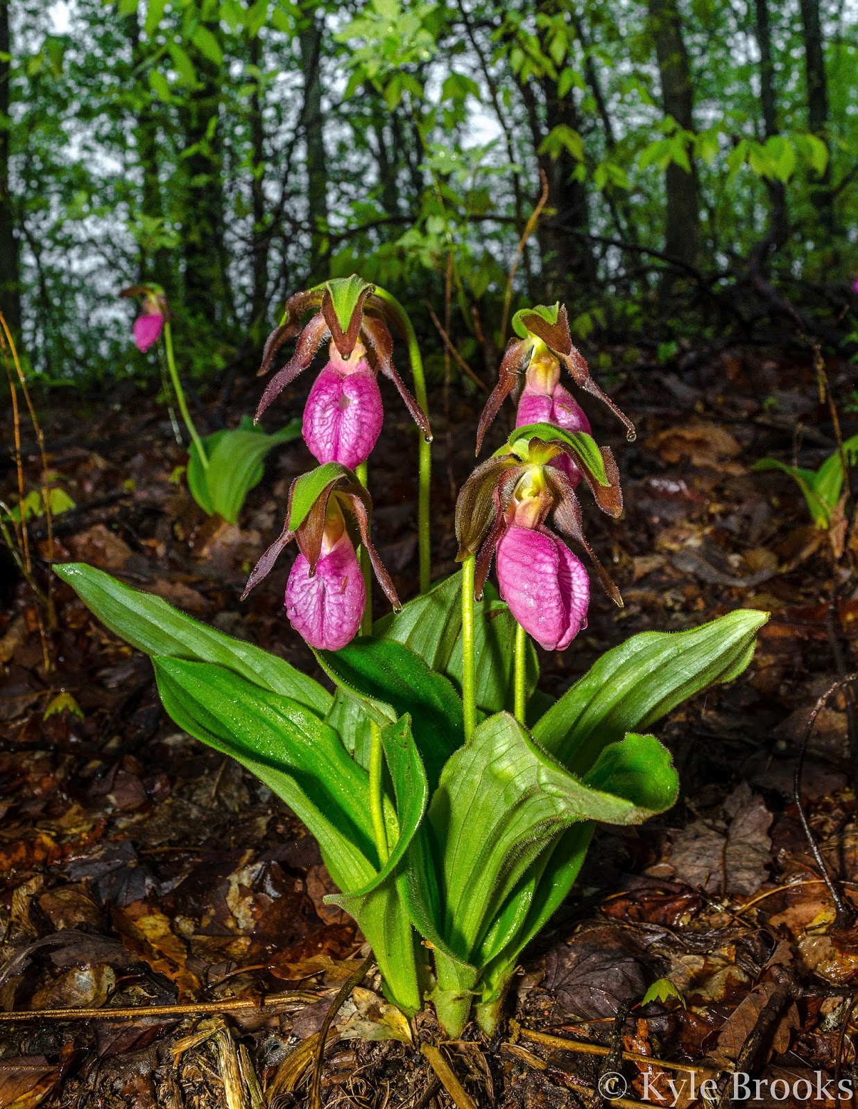 On the Subject of Nature: Six Orchids from Southern Ohio