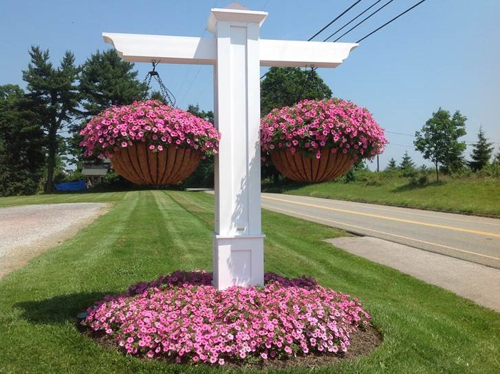 Planting Pride with America in Bloom: Best Petunias for Hanging Baskets?