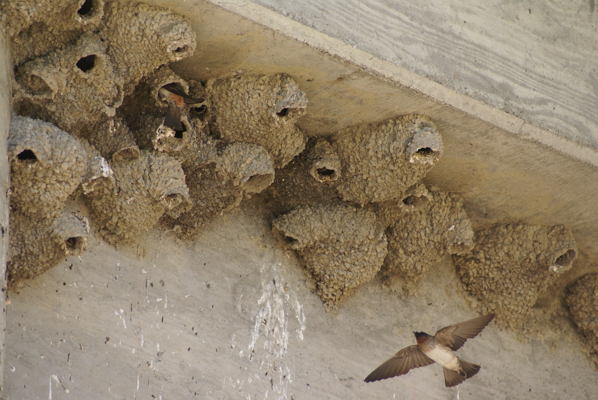 Every Day Is Special: March 19 - Swallows Day at Mission San Juan ...