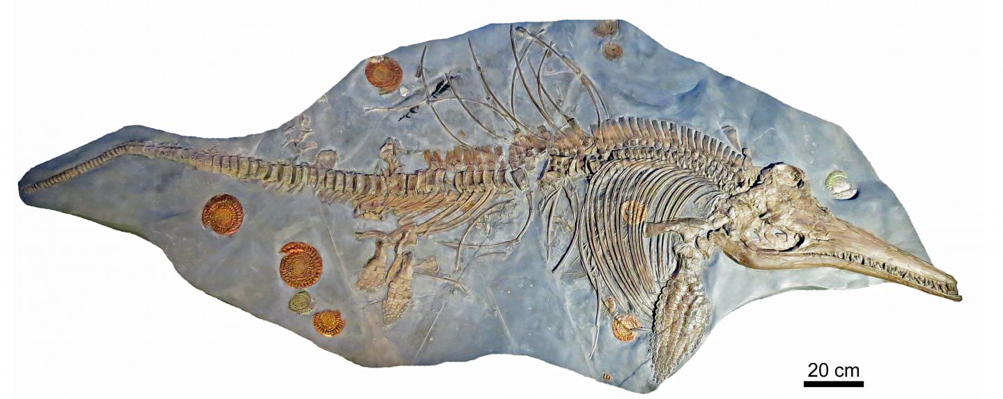 Species New to Science: [Paleontology • 2017] On the Largest ...