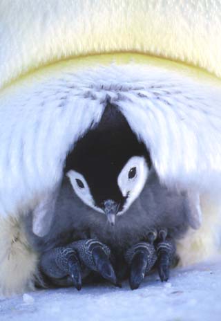 Funny Animals: Cute Baby Penguins