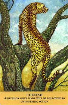 Tarot Notes: Listen to the Animals: Cheetah