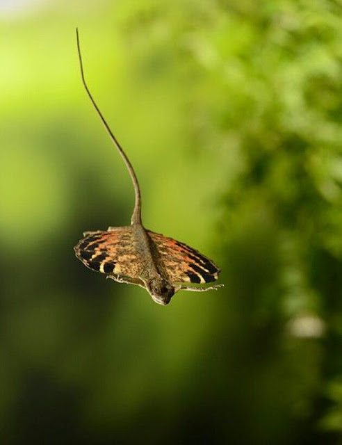 Dragões Voadores Realmente Existem??