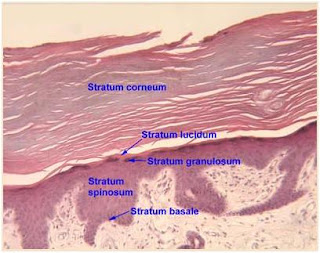 STRUKTUR KULIT MANUSIA - teguh santoso