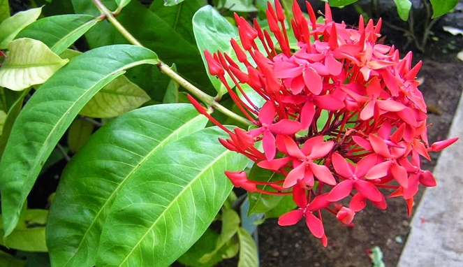 Bunga Asoka, Tanaman Manis yang Sering Dihisap Bocah Ternyata Punya ...