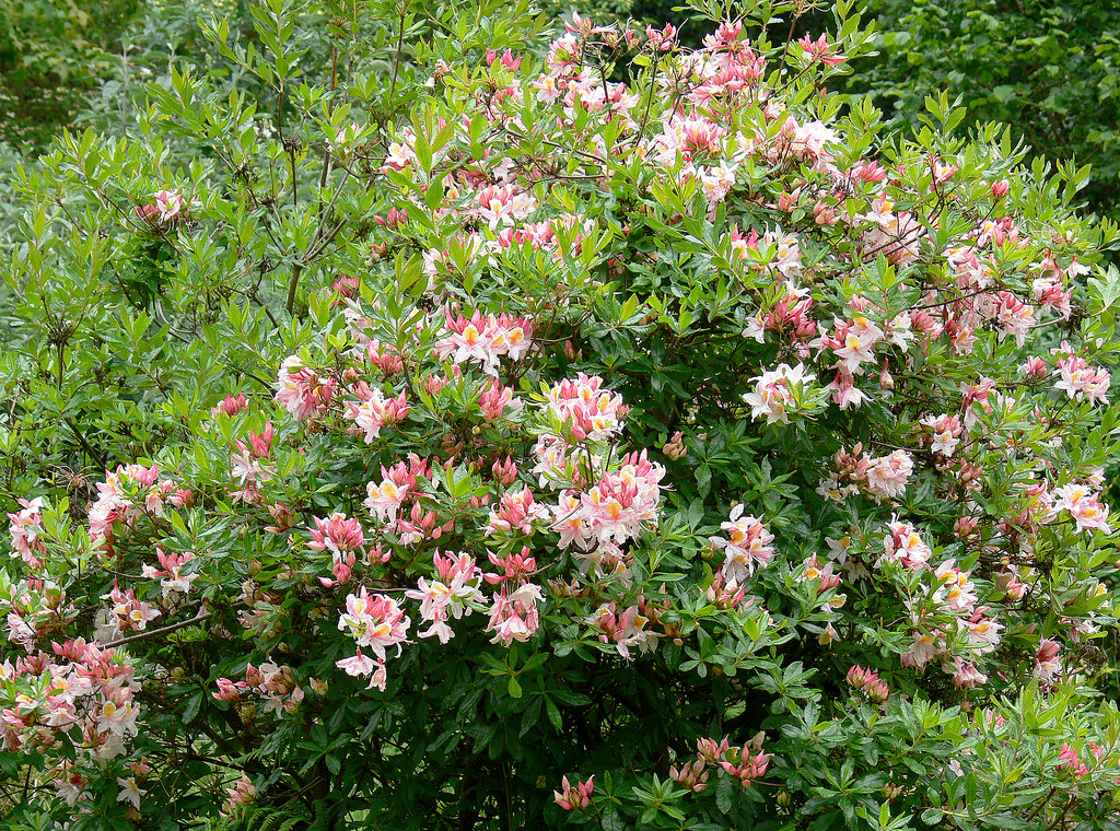 Rhododendron occidentale - Western azalea care and culture | Travaldo's ...