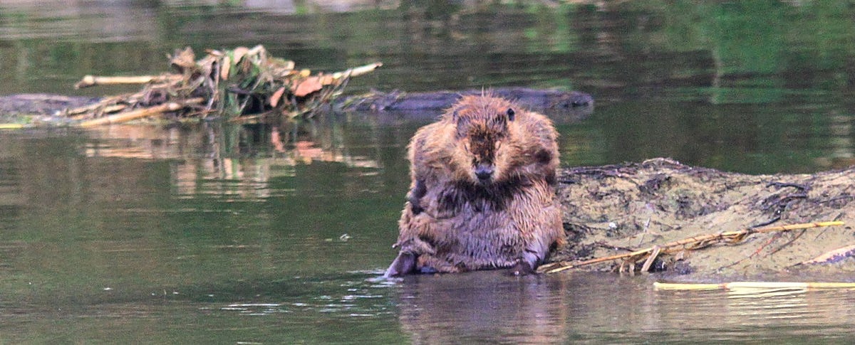 Gary's Outdoor Wanderings2: MORE UNUSUAL BEAVER PICS