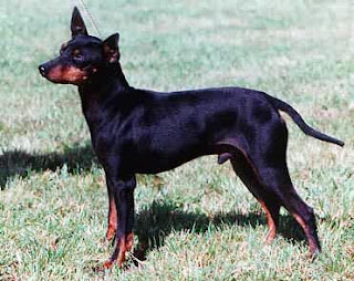Universo Cani: TOY TERRIER