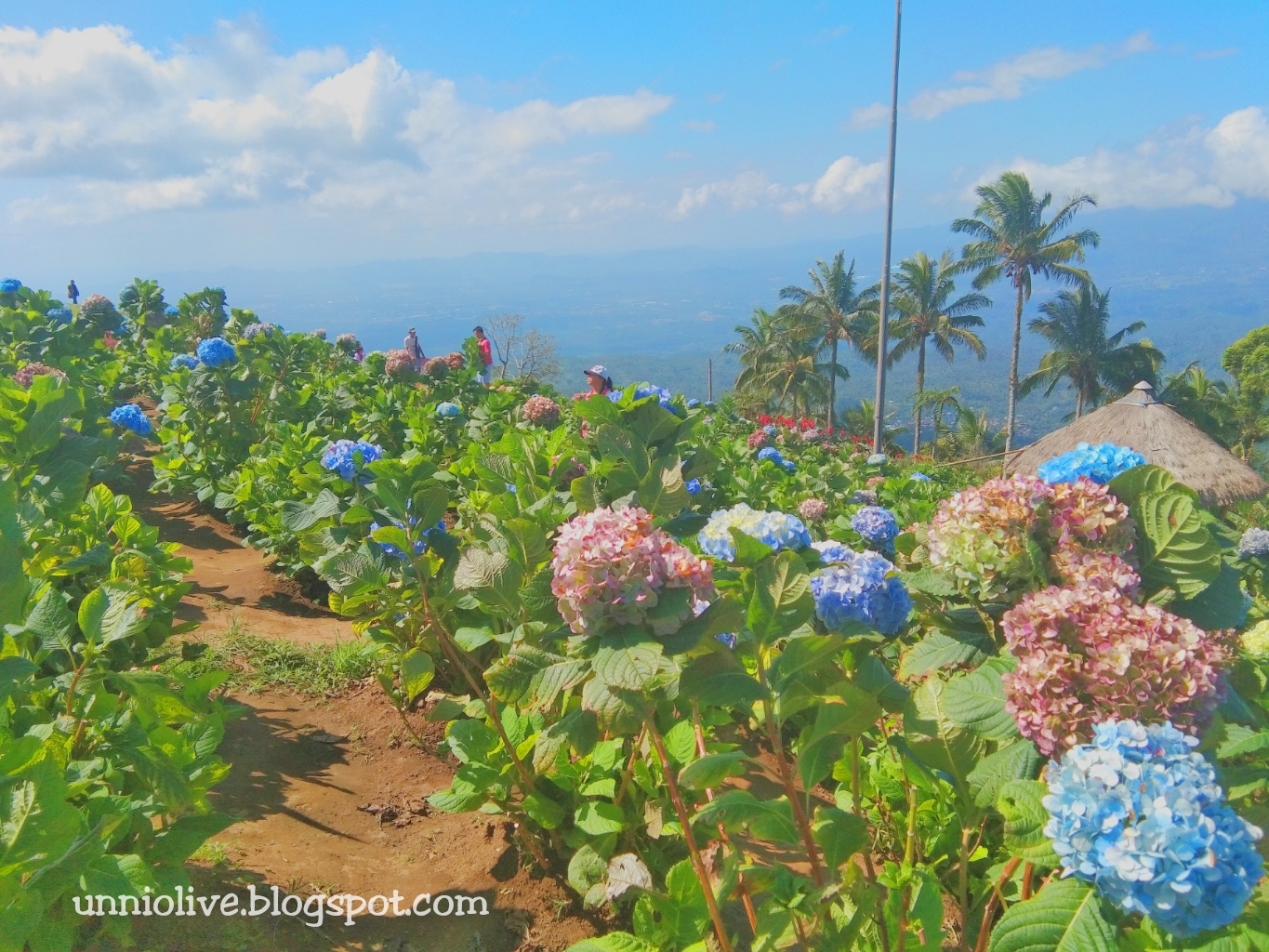 Wisata Alam - Taman Bunga Puncak Tetetana Kumelembuai Tomohon - Olive's ...