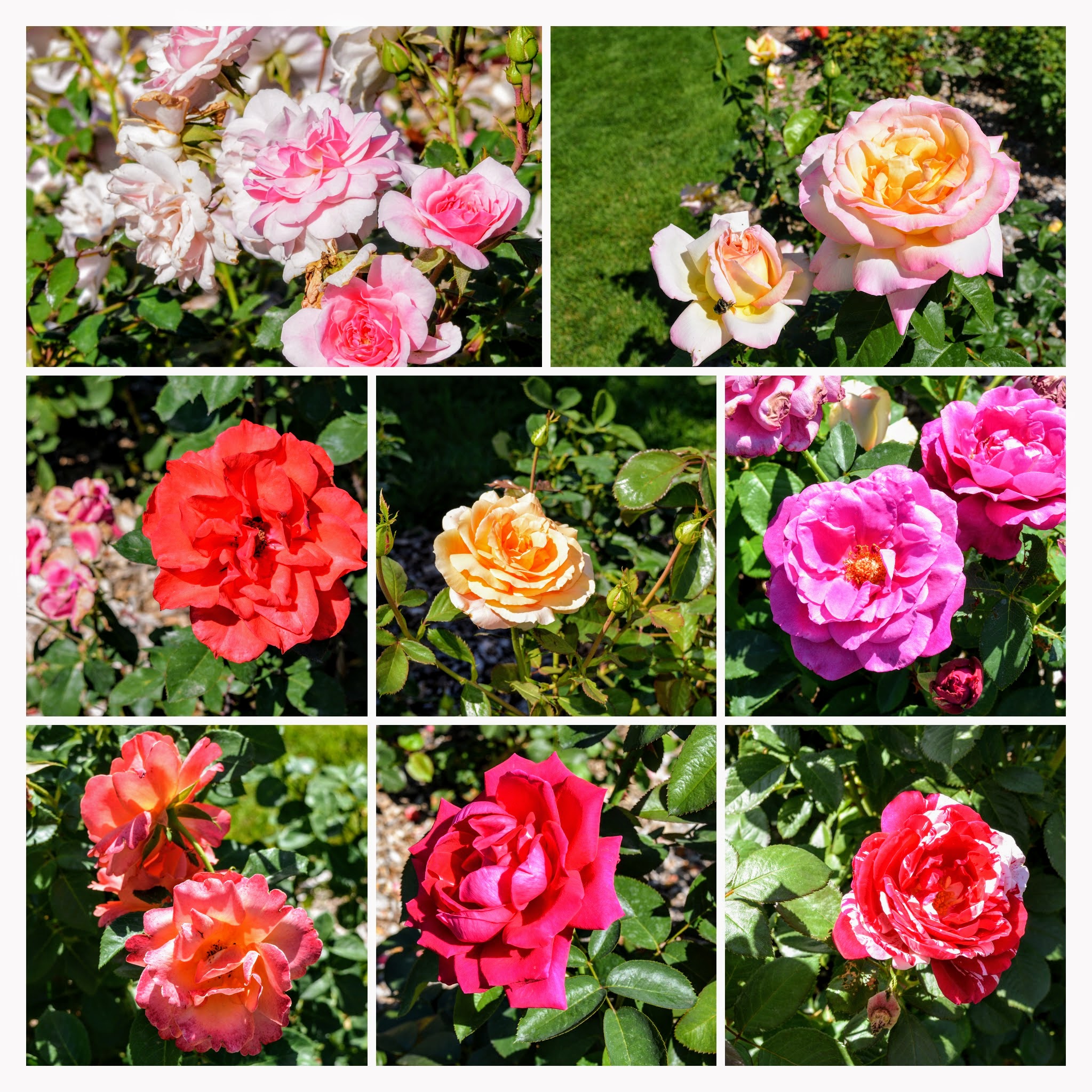Mille Fiori Favoriti: The War Memorial Rose Garden in Littleton, Colorado