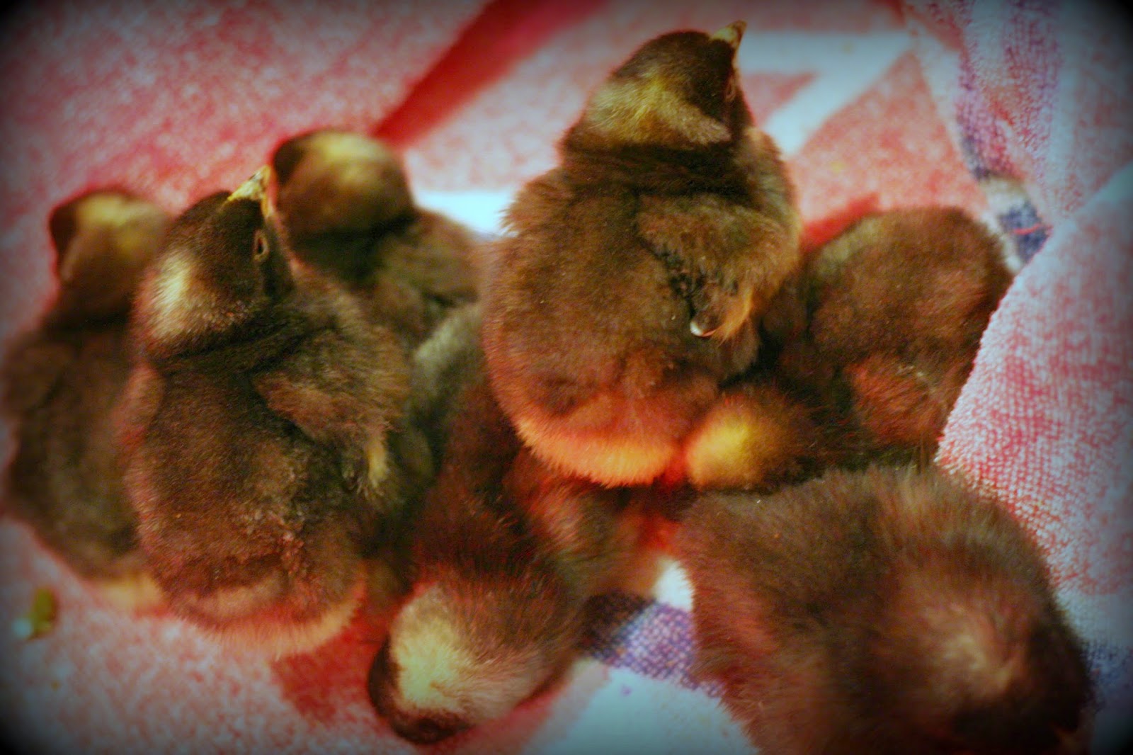 The Aquila Homestead: Chickens - A Spice Girl Update