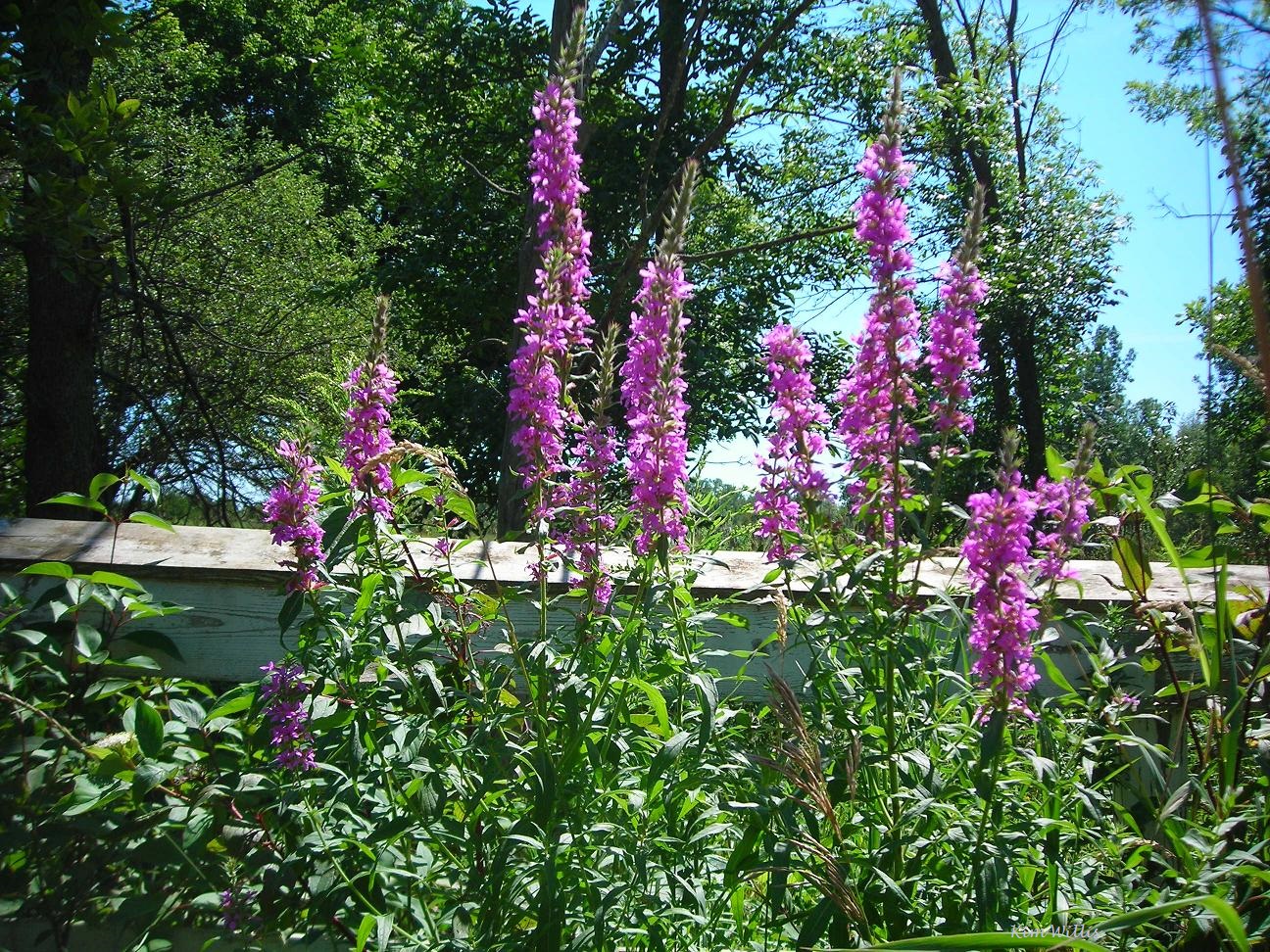 Gardening Granny's Gardening Pages: Purple Loosestrife, pretty or pest?
