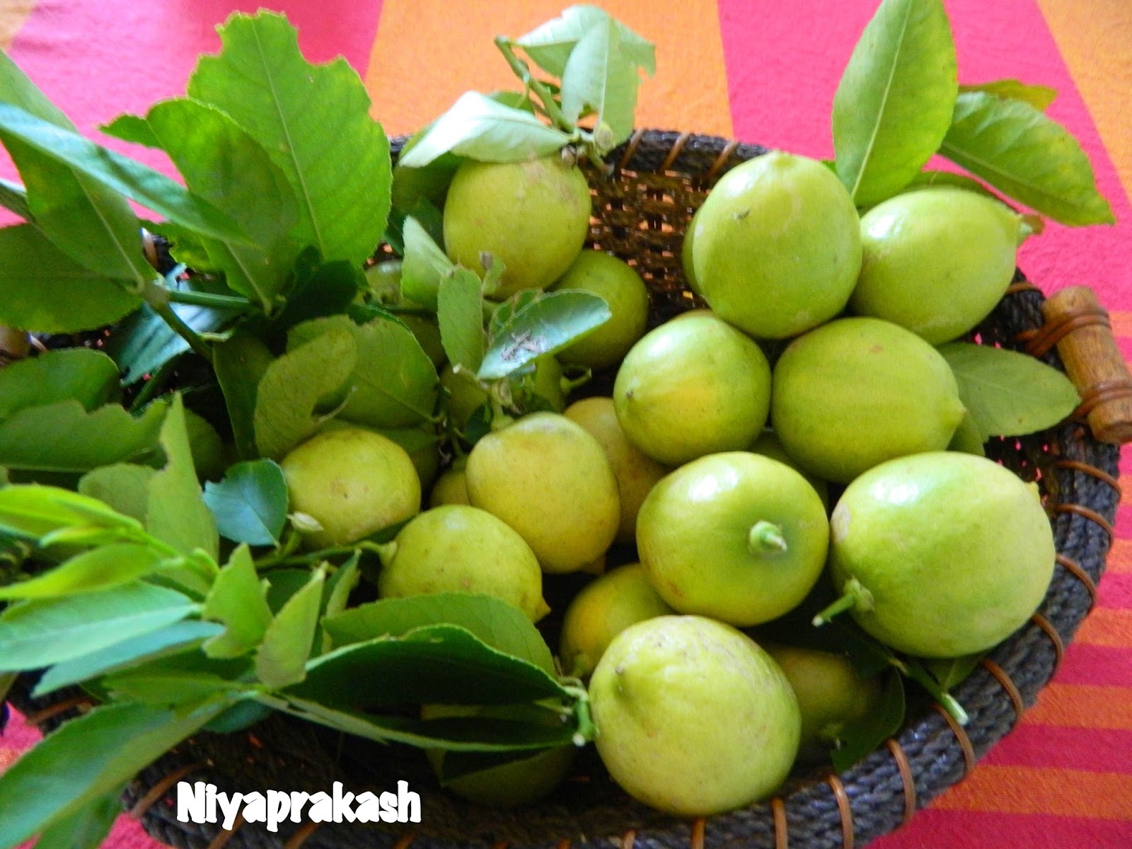 Niya's World: Photos of Sweet Lime & Australian Lemon in our backyard