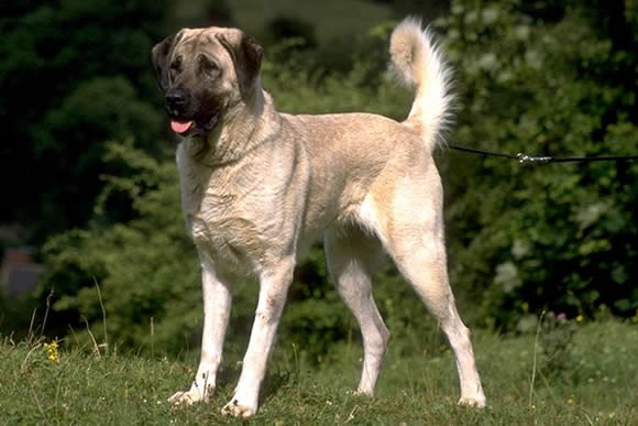 MorsoRosso: CANI DA GUARDIA | CANI DA PROTEZIONE GREGGE, BESTIAME