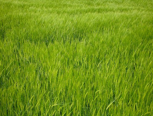 The Benefits of Green Barley: History of the Use of Barley as a Food