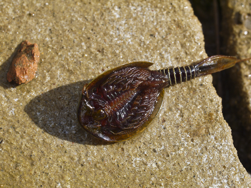 Paseos por la naturaleza: Lepidurus apus