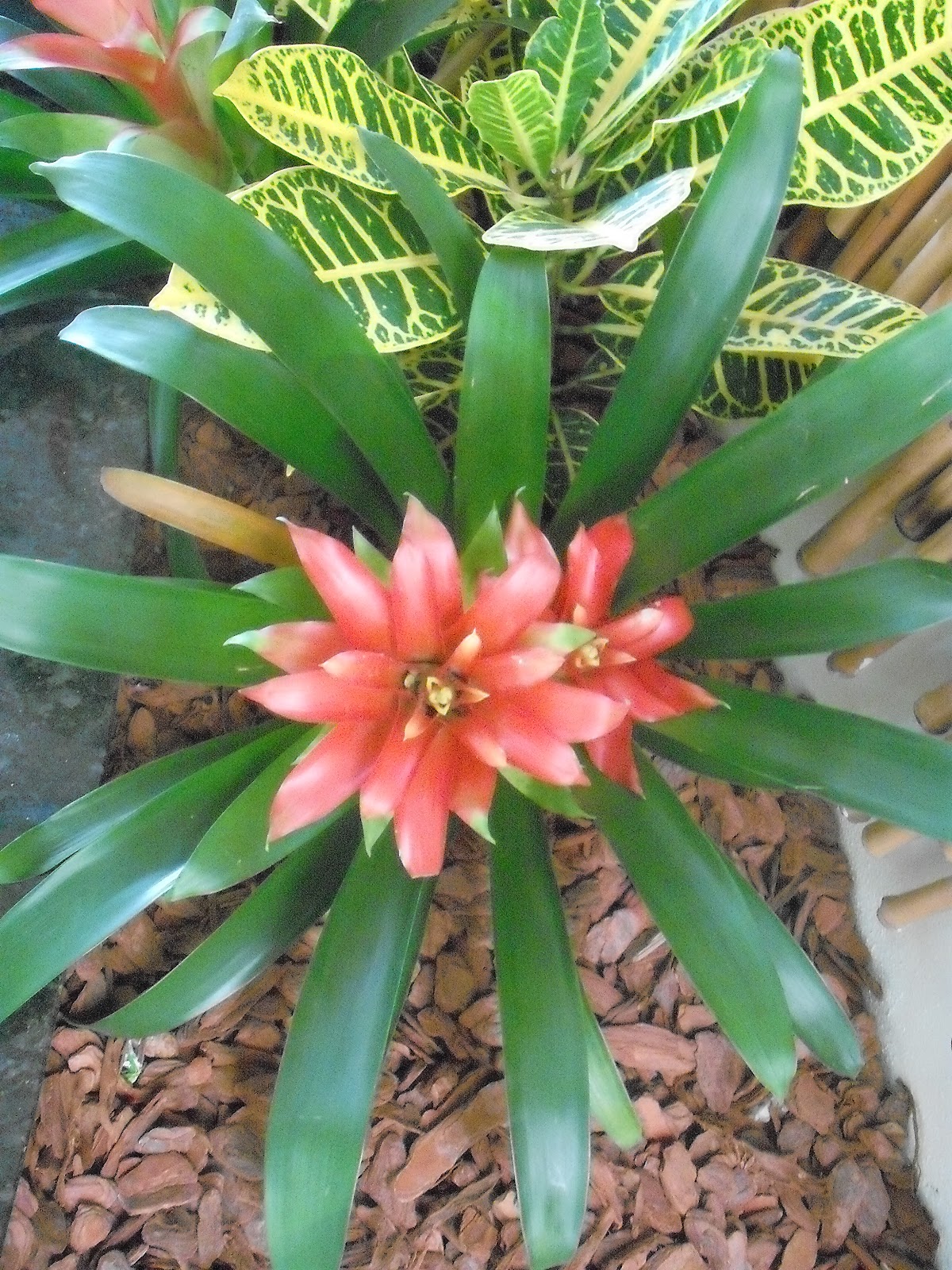 Trettel's Paisagismo: Bromélias!!