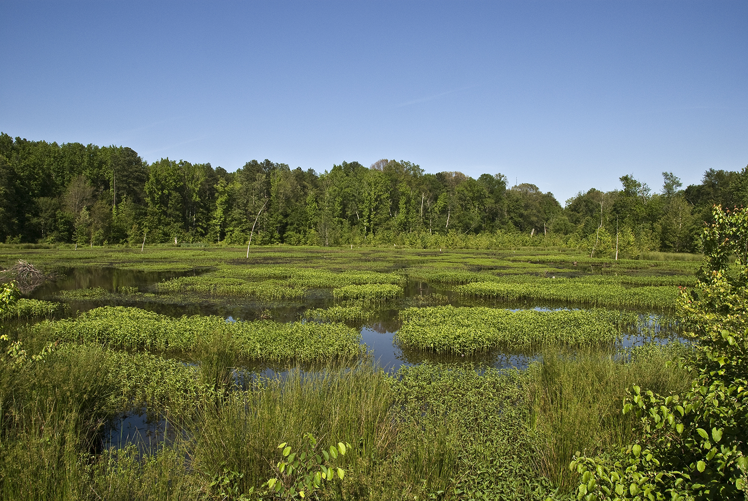 The Bamboo Turtle: Spring at the Beaver Marsh