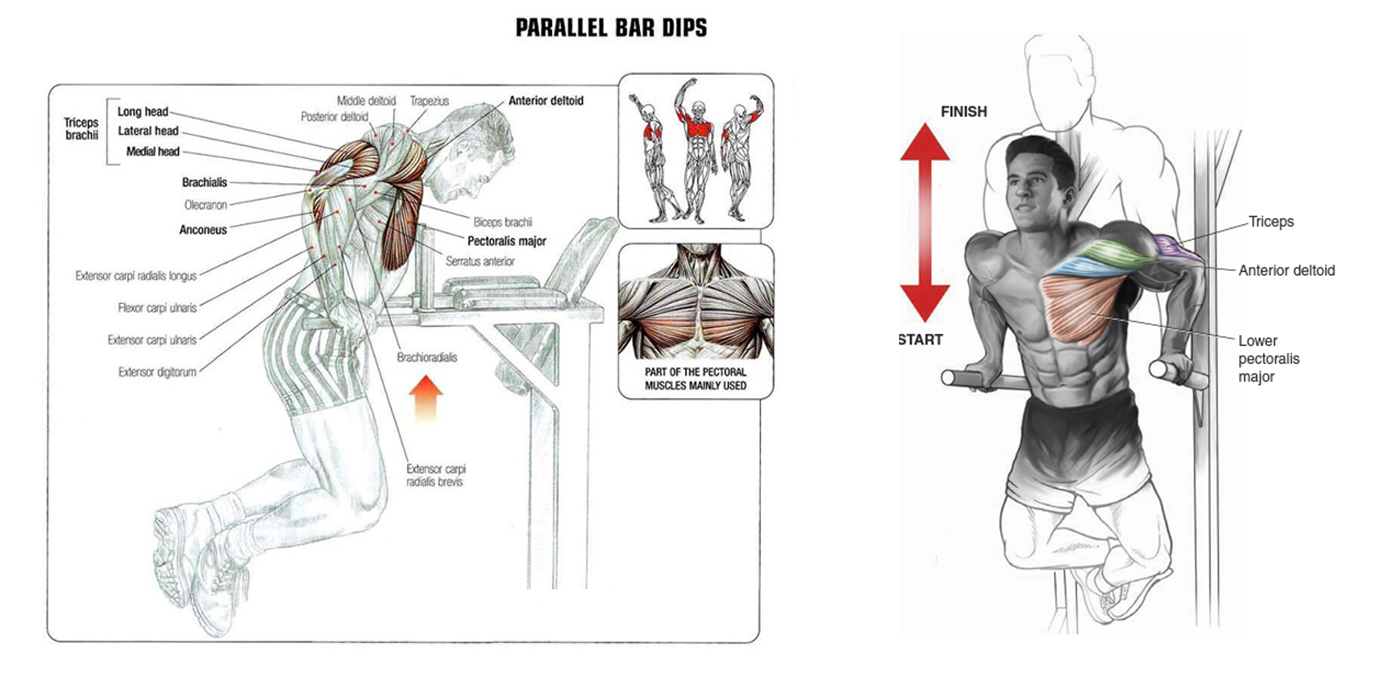 Muscle Palace: Top 10 Exercises To Build Muscle Mass - Gain Muscle Mass ... Muscle Palace: Top 10 Exercises To Build Muscle Mass - Gain Muscle Mass ...
