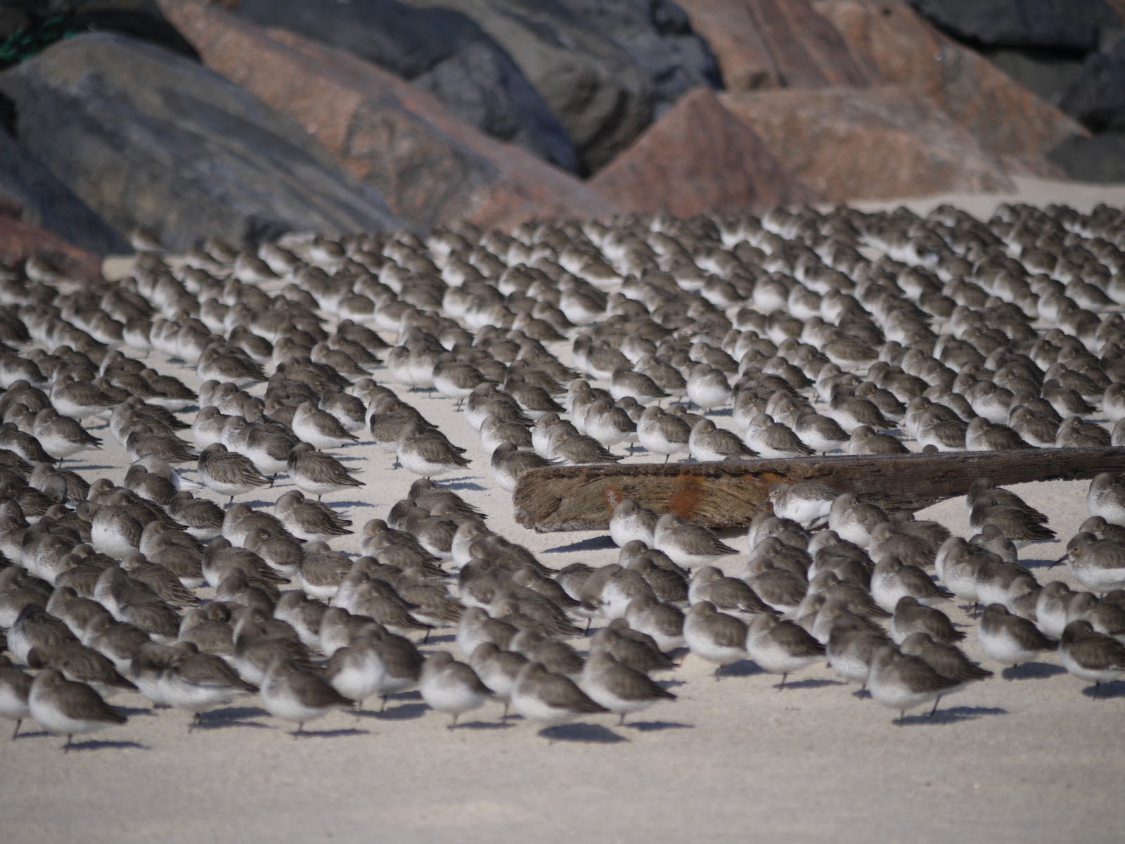 Frogma: Dunlin Murmuration, Jones Beach, 1/26/2019