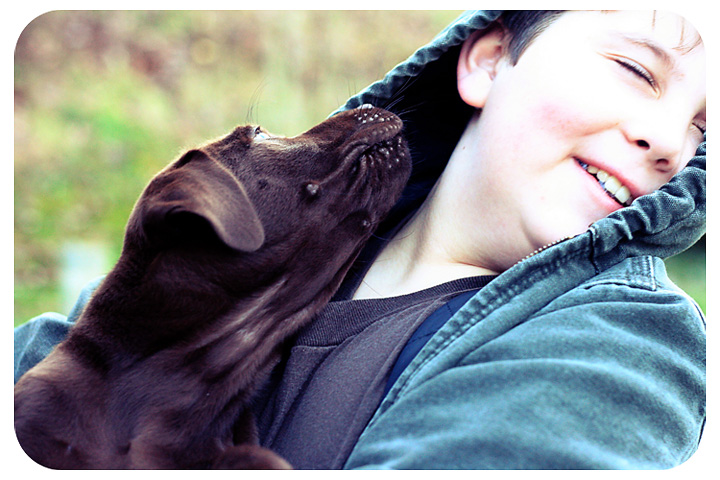 Dogs: Chocolate Labrador Retriever Puppies at 10 weeks Old! | Bull Rock ...