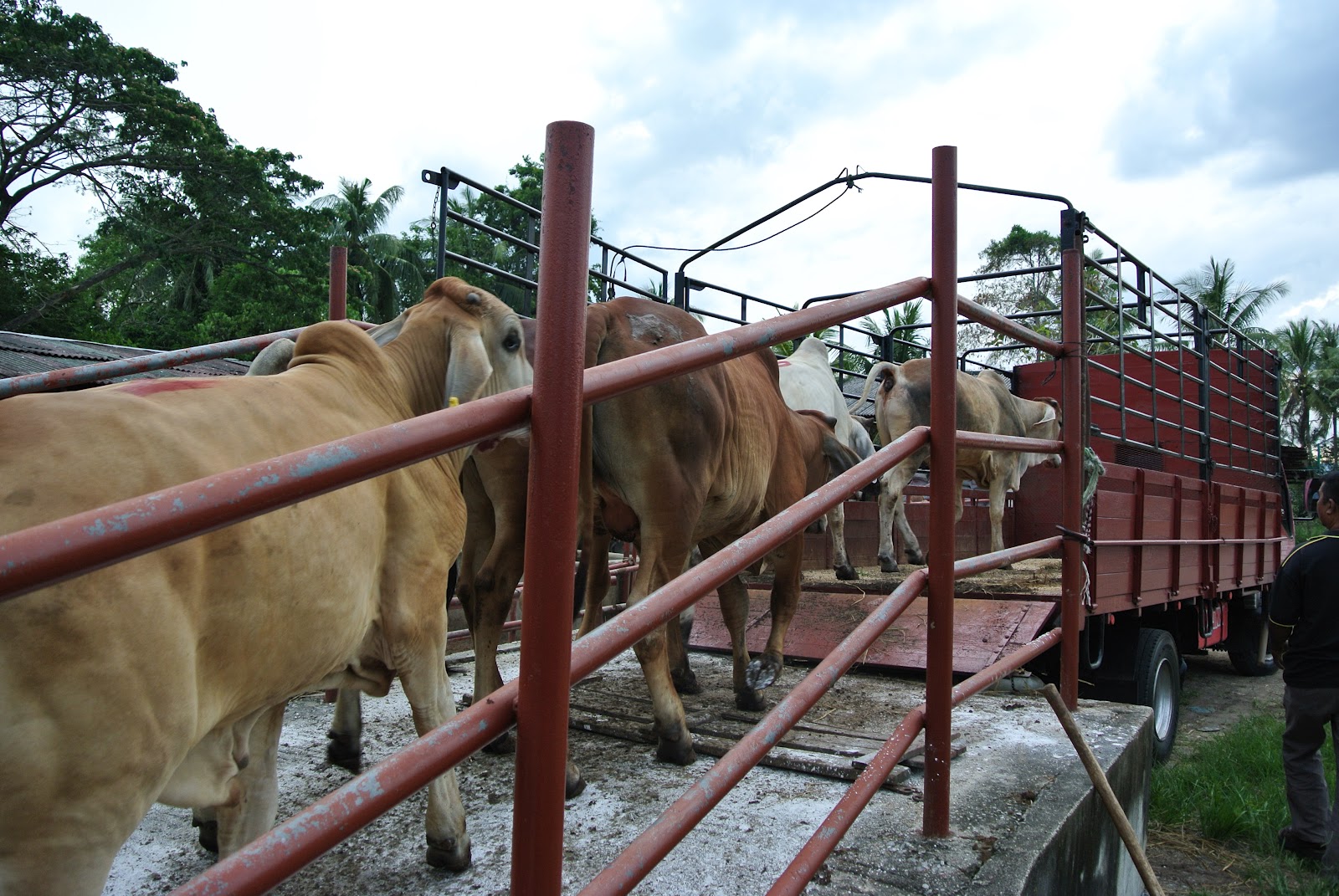 ANF GLOBAL FARM ENTERPRISE: lembu untuk di jual (baka brahman dan kampung)