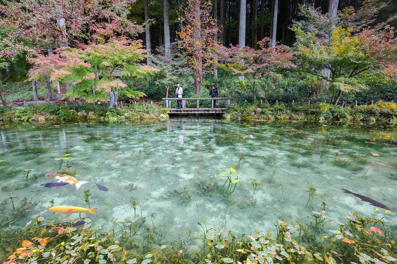 Monet's Pond — Japanese Pond