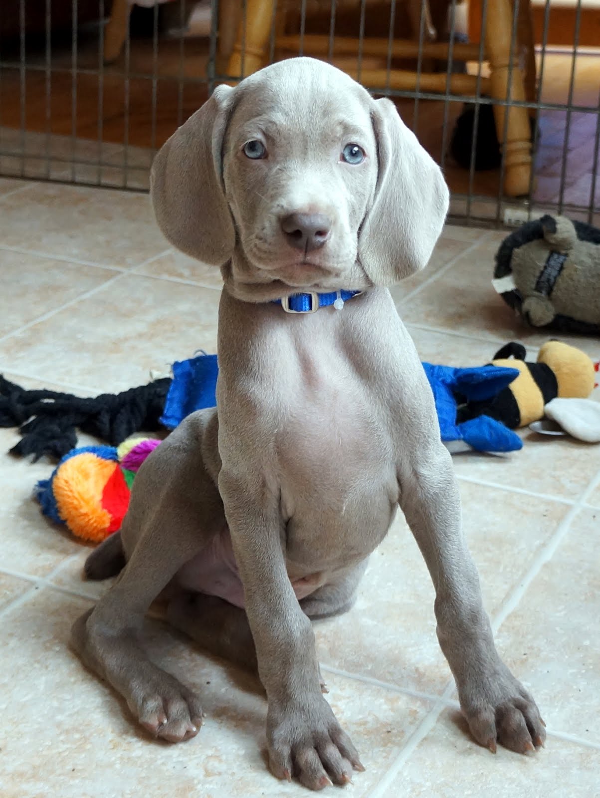RoseWin Weimaraners: ROSEWIN PUPPY PACK 8 weeks old from CERVELO / LILY LITTER Jan 2012